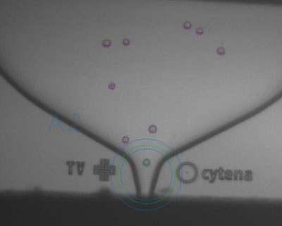 Sf9 RV-Free Insect Cell Line | Expression Systems